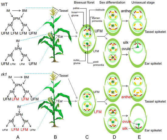 BSA-Seq and Transcriptomic Analysis Provide Candidate Genes Associated ...