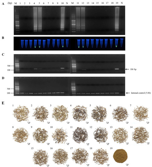 Genetic Authentication of the Medicinal Plant Portulaca oleracea Using ...