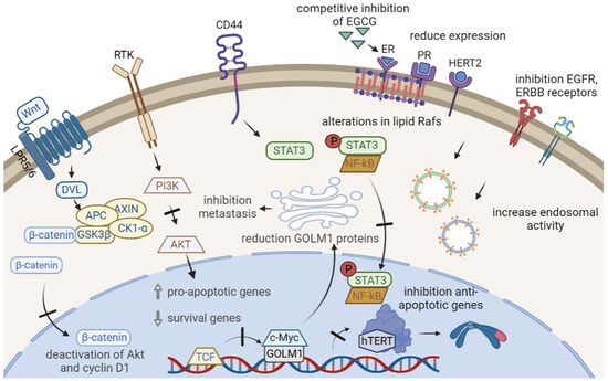 IJMS | Free Full-Text | The Potential Role of Epigallocatechin-3-Gallate (EGCG) in Breast Cancer ...