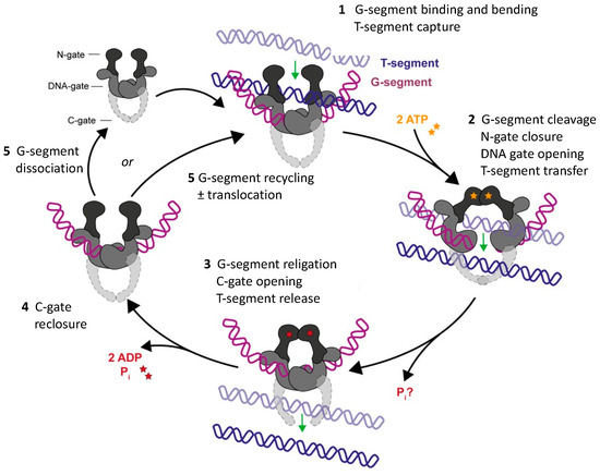 IJMS | Free Full-Text | Extensive Bioinformatics Analyses Reveal a ...