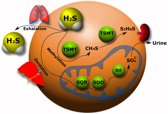 The Role of Hydrogen Sulfide in Regulation of Cell Death following ...