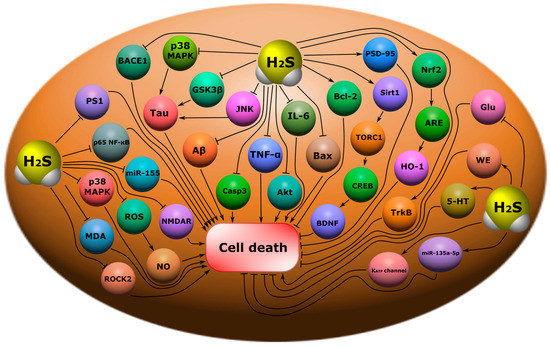 The Role of Hydrogen Sulfide in Regulation of Cell Death following ...