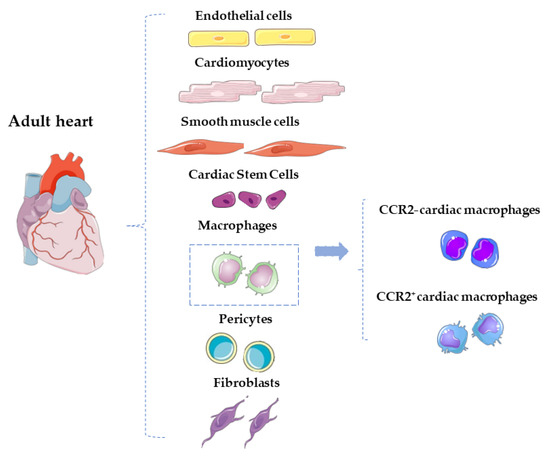 Polarizing Macrophage Functional Phenotype to Foster Cardiac Regeneration