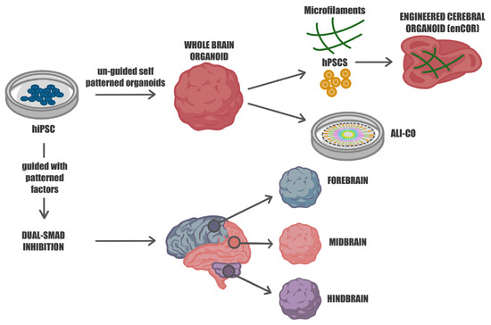Unlocking Neural Function with 3D In Vitro Models: A Technical Review ...