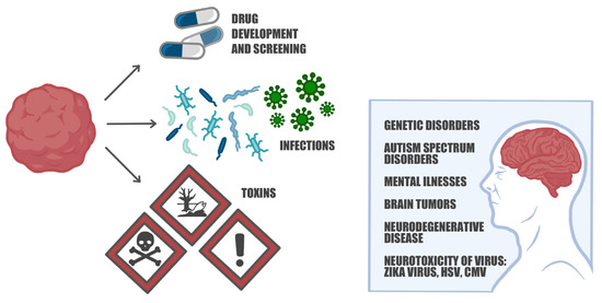 Unlocking Neural Function with 3D In Vitro Models: A Technical Review ...