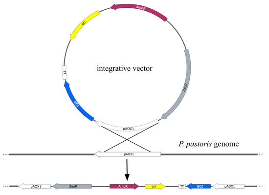 Yeast Heterologous Expression Systems for the Study of Plant Membrane ...