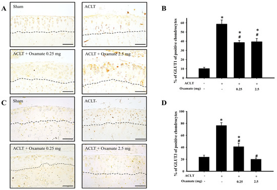 IJMS | Free Full-Text | Intra-Articular Lactate Dehydrogenase A ...