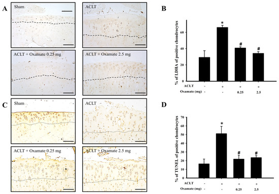 Intra-Articular Lactate Dehydrogenase A Inhibitor Oxamate Reduces ...
