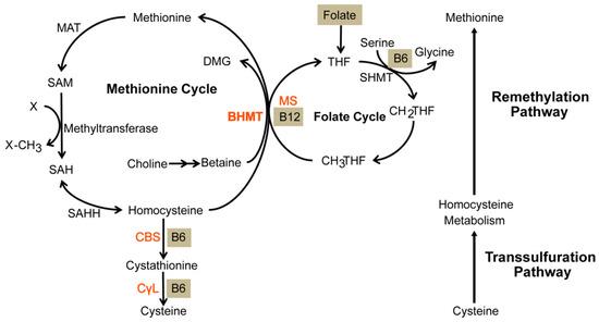 Homocysteine and Glaucoma