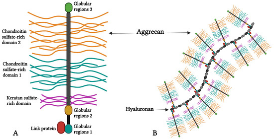 Proteoglycans in Articular Cartilage and Their Contribution to Chondral ...