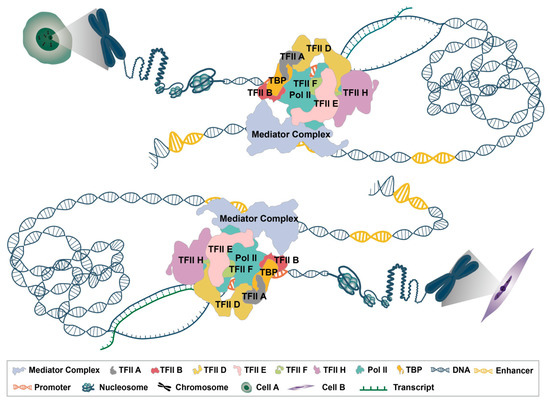 Exploring the Role of Enhancer-Mediated Transcriptional Regulation in ...