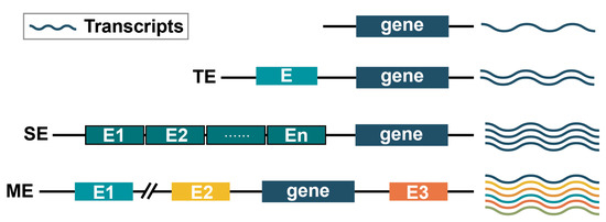 Exploring the Role of Enhancer-Mediated Transcriptional Regulation in ...