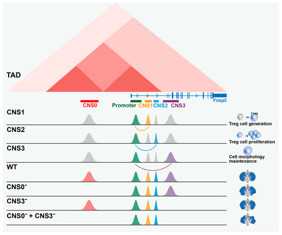 Exploring the Role of Enhancer-Mediated Transcriptional Regulation in ...