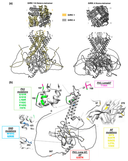 Relevance of KCNJ5 in Pathologies of Heart Disease