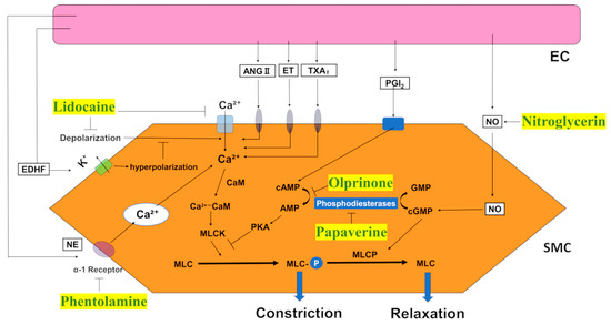 Vasodilating Effects of Antispasmodic Agents and Their Cytotoxicity in ...