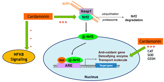 Antioxidant and Anti-Inflammatory Mechanisms of Cardamonin through Nrf2 ...