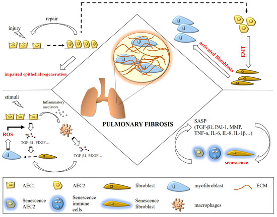 Regulatory Cues in Pulmonary Fibrosis—With Emphasis on the AIM2 ...