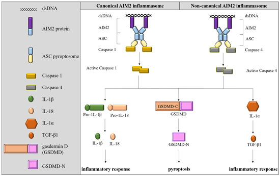 Regulatory Cues in Pulmonary Fibrosis—With Emphasis on the AIM2 ...