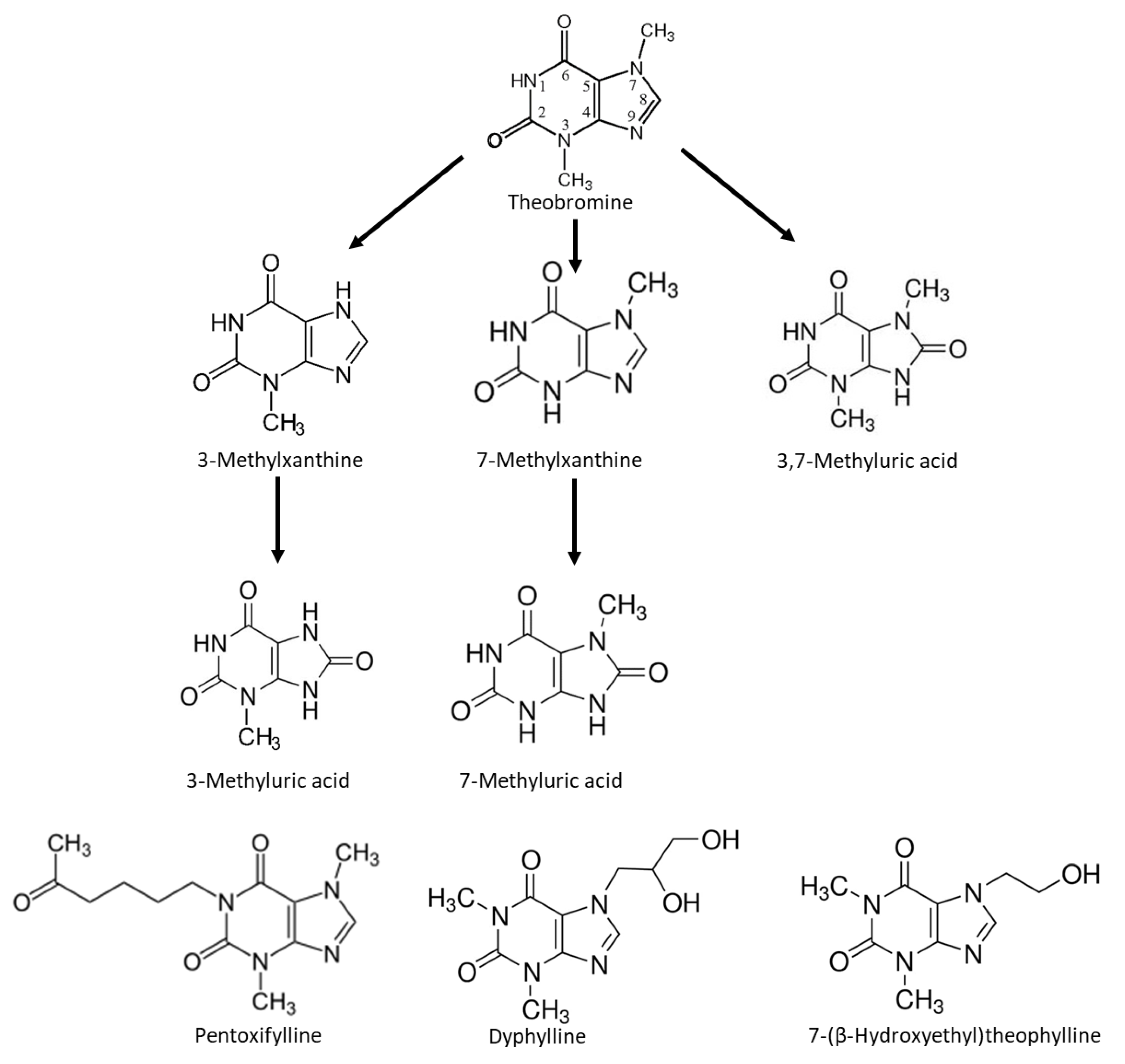 Efficacy of Theobromine and Its Metabolites in Reducing the Risk of ...