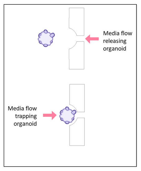 Microfluidics and Organoids, the Power Couple of Developmental Biology ...