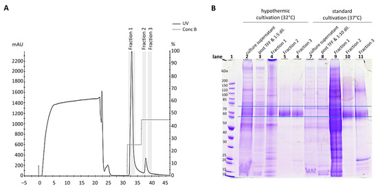 Recombinant Human CD19 in CHO-K1 Cells: Glycosylation Patterns as a Quality Attribute of High ...