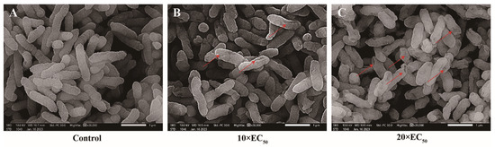 Discovery and Mechanism of Novel 7-Aliphatic Amine Tryptanthrin ...