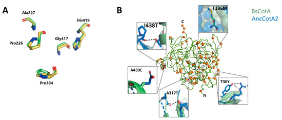 An Inferred Ancestral CotA Laccase with Improved Expression and Kinetic ...