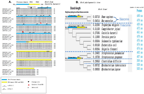 Identification and Characterization of an HtrA Sheddase Produced by ...