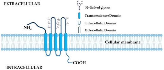 Unmasking the Deceptive Nature of Cancer Stem Cells: The Role of CD133 ...