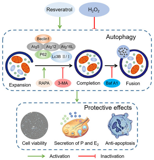 Resveratrol Protects Rat Ovarian Luteinized Granulosa Cells from H2O2 ...