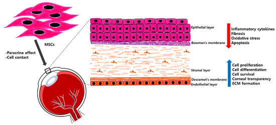 Mesenchymal Stem Cells and Exosomes: A Novel Therapeutic Approach for ...