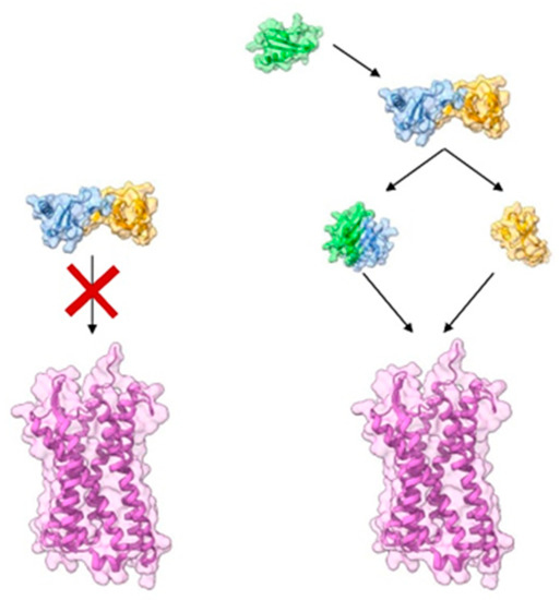 Chemokine Heteromers and Their Impact on Cellular Function—A Conceptual ...