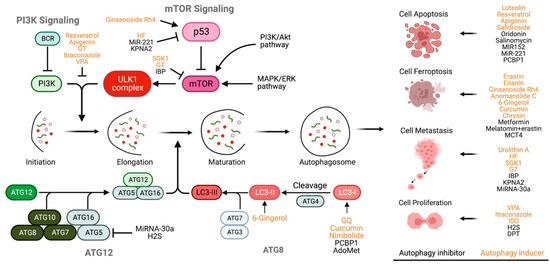 Autophagy Regulators in Cancer