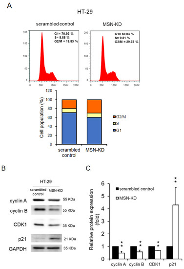 Identification of Moesin (MSN) as a Potential Therapeutic Target for ...