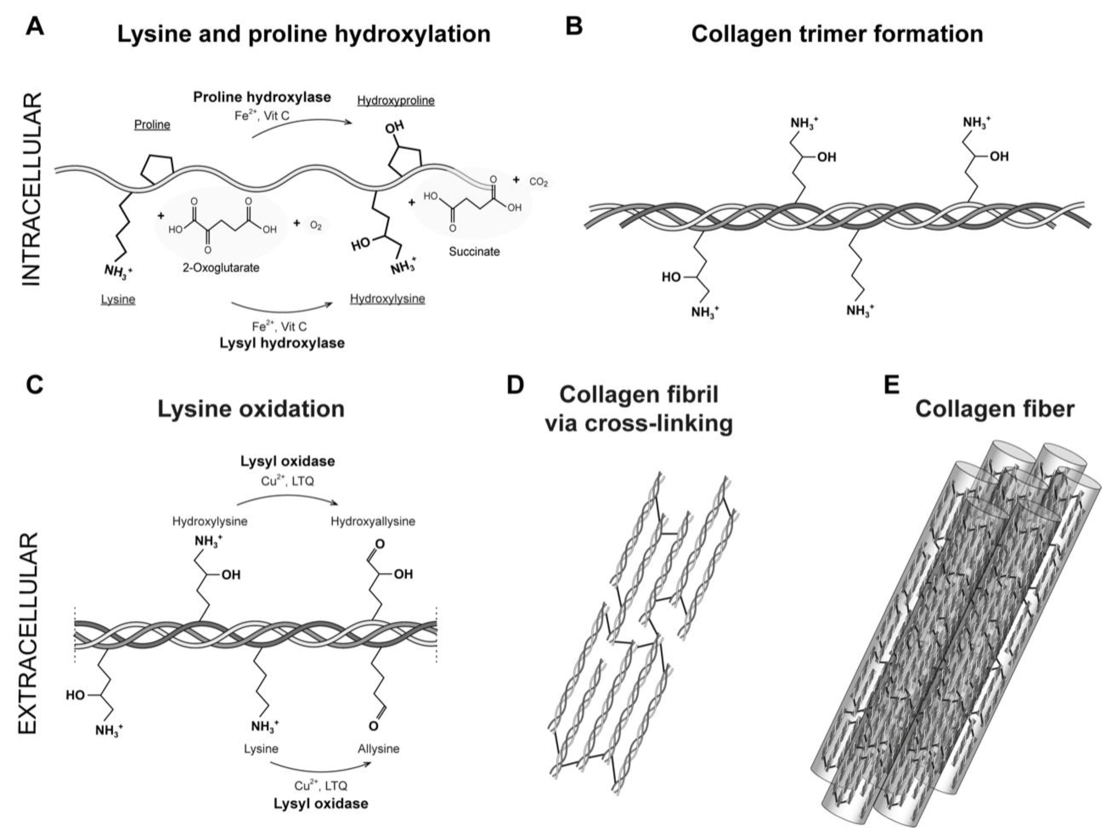 Ijms Free Full Text Exploring The Interplay Between Polyphenols And
