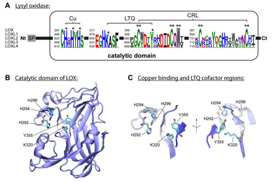 Ijms Free Full Text Exploring The Interplay Between Polyphenols And