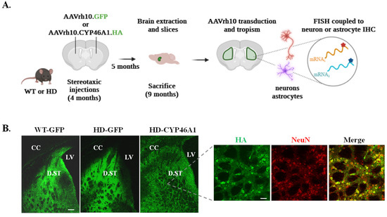 Cell-Type Specific Regulation of Cholesterogenesis by CYP46A1 Re ...