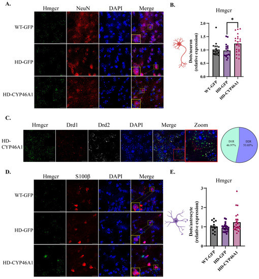 Cell-Type Specific Regulation of Cholesterogenesis by CYP46A1 Re ...