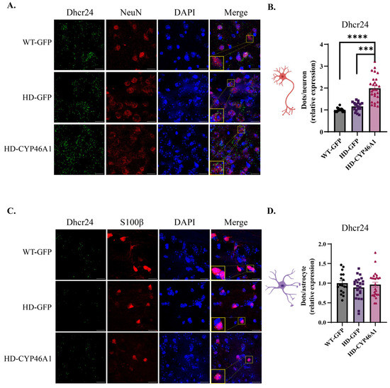 Cell-Type Specific Regulation of Cholesterogenesis by CYP46A1 Re ...