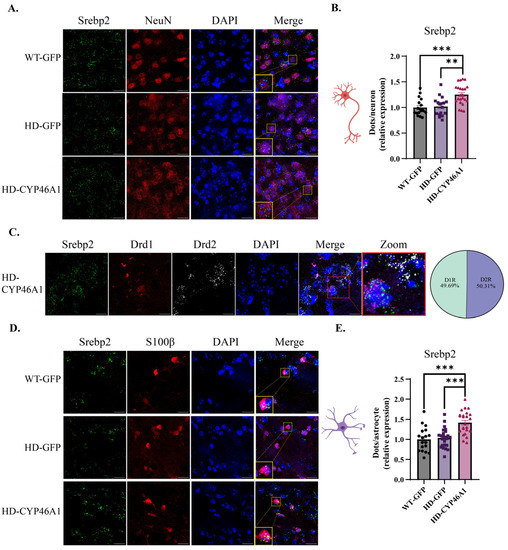Cell-Type Specific Regulation of Cholesterogenesis by CYP46A1 Re ...