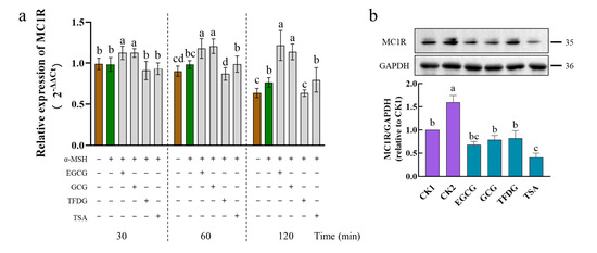 EGCG, GCG, TFDG, or TSA Inhibiting Melanin Synthesis by Downregulating ...