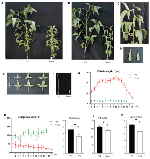 Dysfunction of an Anaphase-Promoting Complex Subunit 8 Homolog Leads to ...