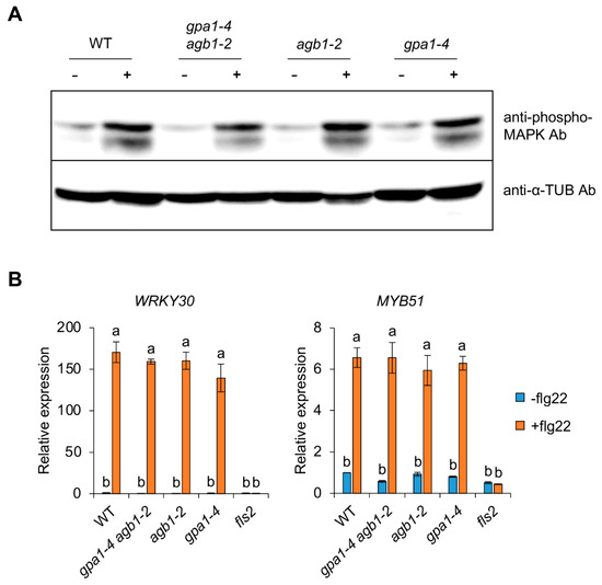 Heterotrimeric G Protein-Mediated Signaling Is Involved in Stress ...
