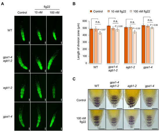 Heterotrimeric G Protein-Mediated Signaling Is Involved in Stress ...