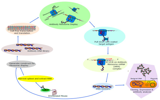 Rapid Generation and Molecular Docking Analysis of Single-Chain ...