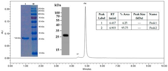 Rapid Generation and Molecular Docking Analysis of Single-Chain ...