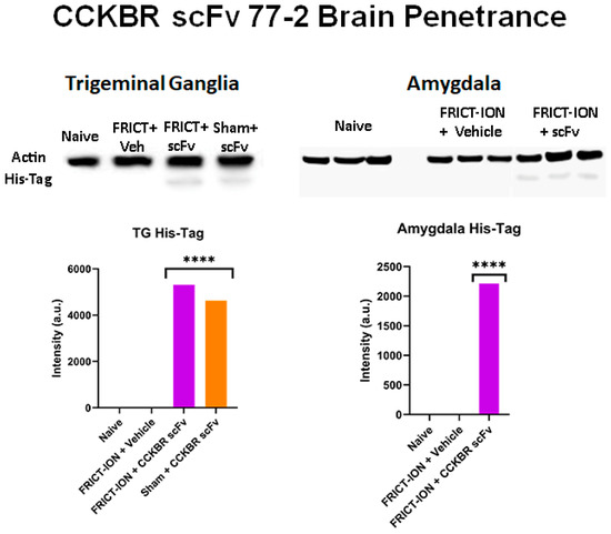 Rapid Generation and Molecular Docking Analysis of Single-Chain ...