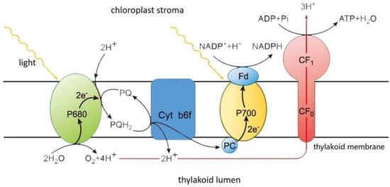 The Metabolism of Reactive Oxygen Species and Their Effects on Lipid ...