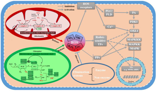 The Metabolism of Reactive Oxygen Species and Their Effects on Lipid ...