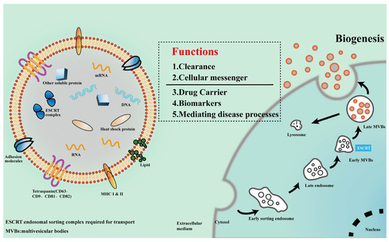 IJMS | Free Full-Text | Role of Exosomes in the Pathogenesis and ...